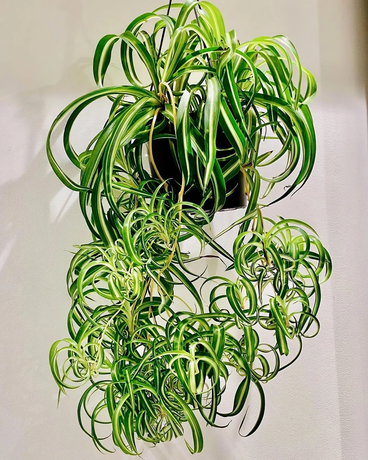 Plante tombante pour intérieur à l’ombre : mes favoris absolus pour ...