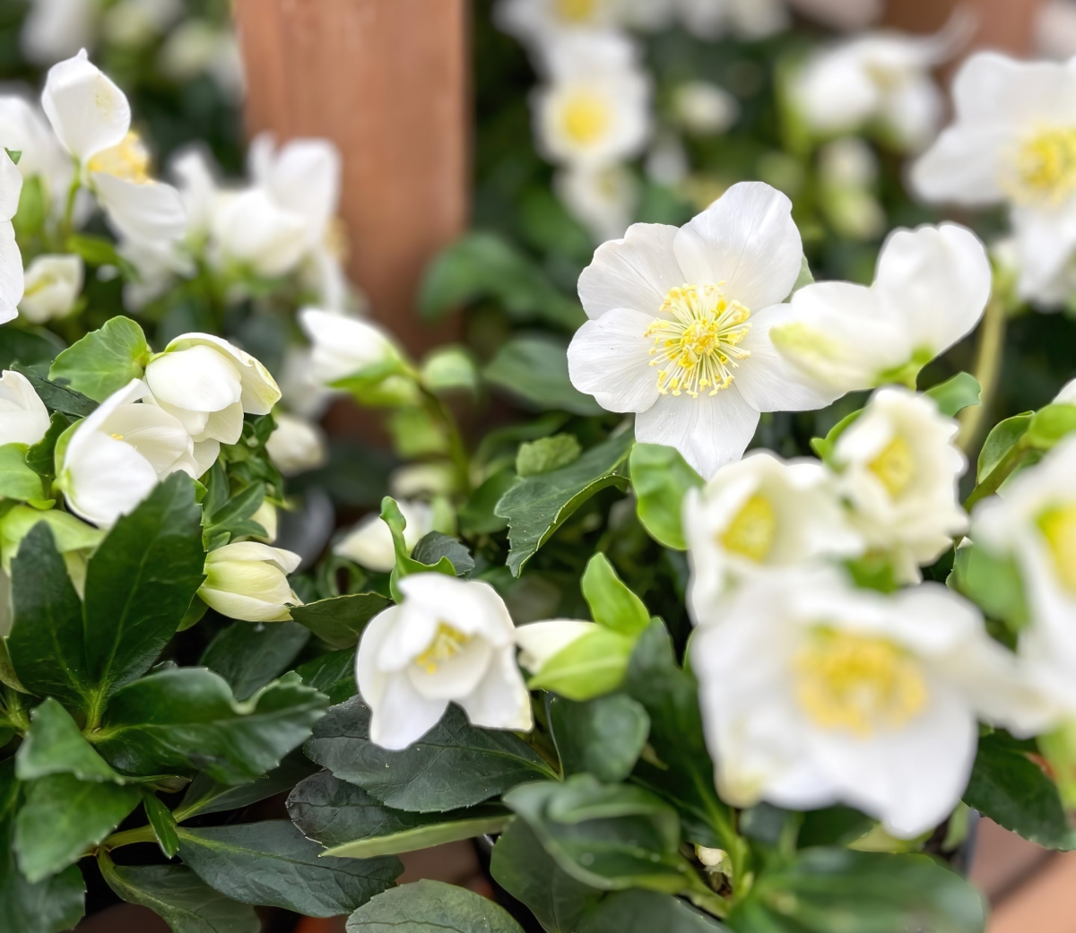 Comment faire refleurir une rose de Noël : récapitulatif inédit des ...