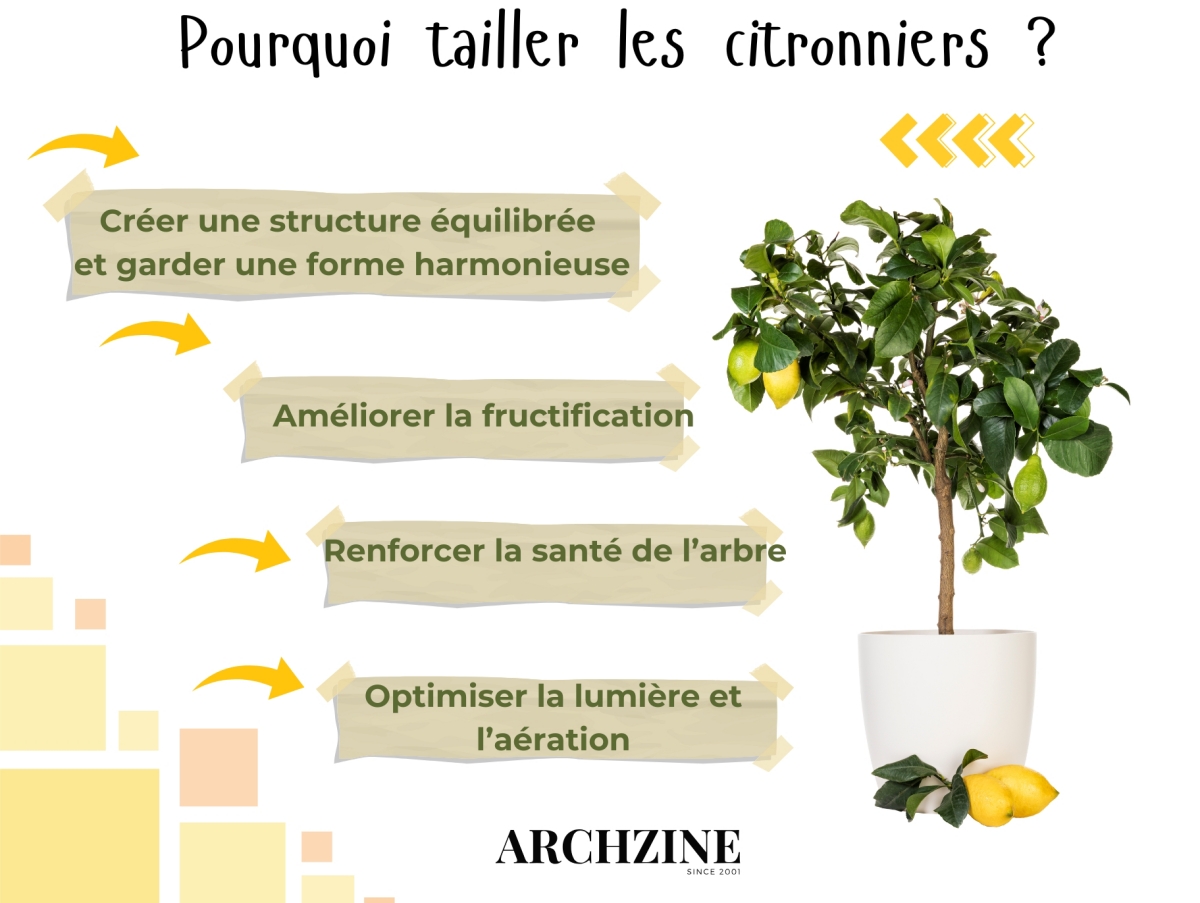 Comment tailler un citronnier : techniques pour faire de votre jeune ...